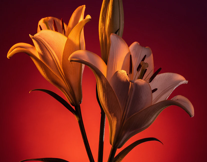 Generative AI Models for Image & Video Creation | Leonardo.Ai